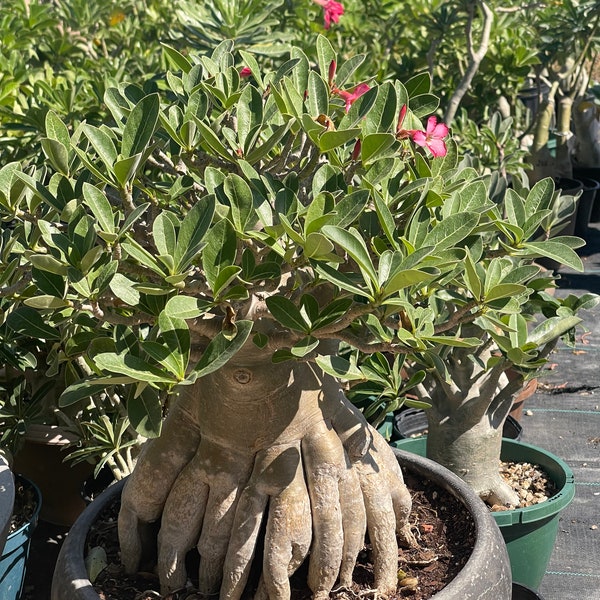 Adenium Arabicum - Etsy