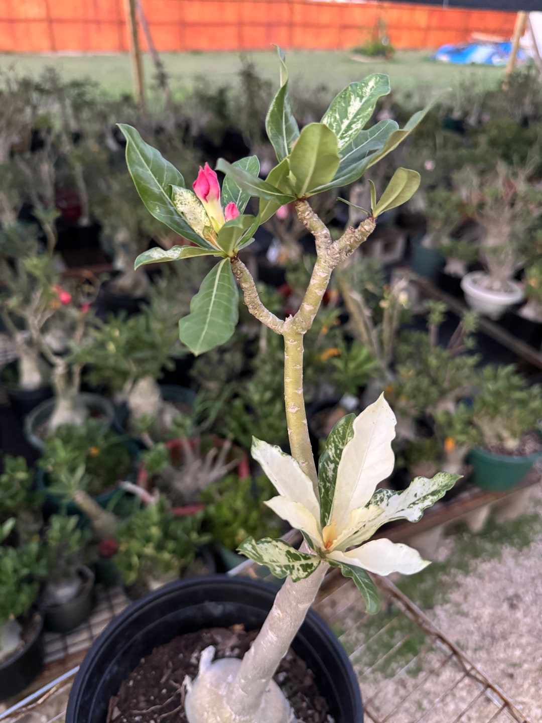 Variegated Desert Rose - Etsy