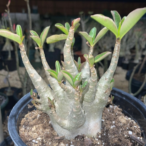 Adenium Arabicum - Etsy