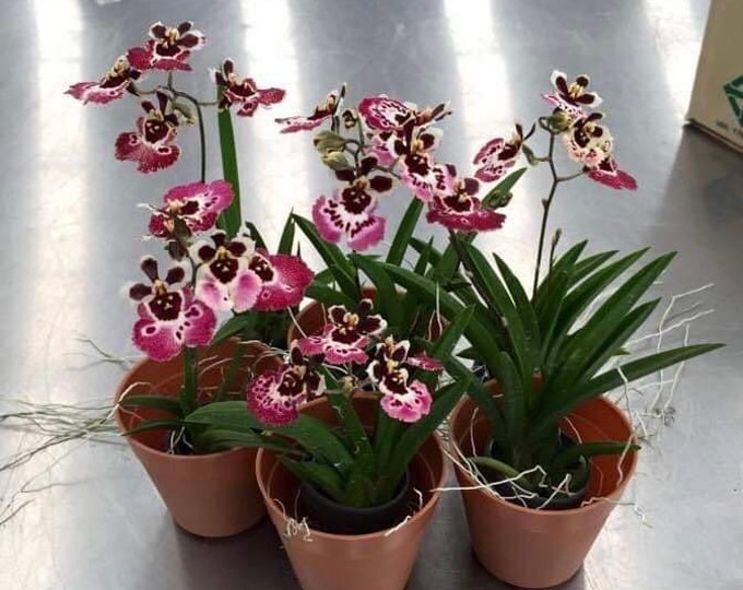 Miniature Orchid Oncidium Tolumnia - Etsy