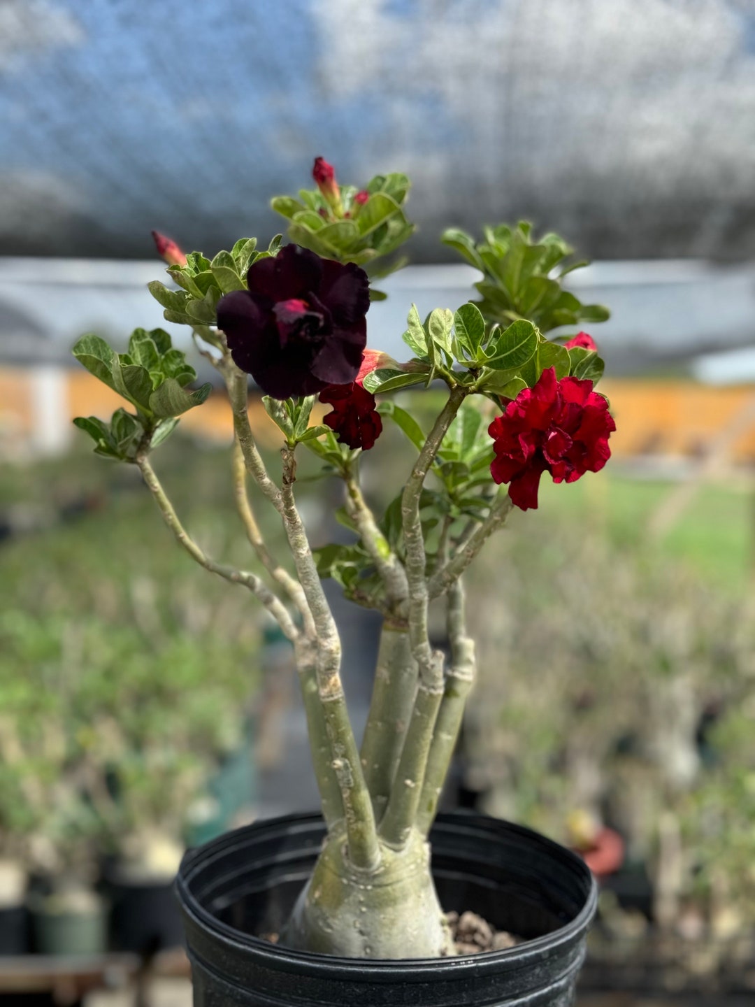 Multi Colors Grafted Desert Rose - Etsy