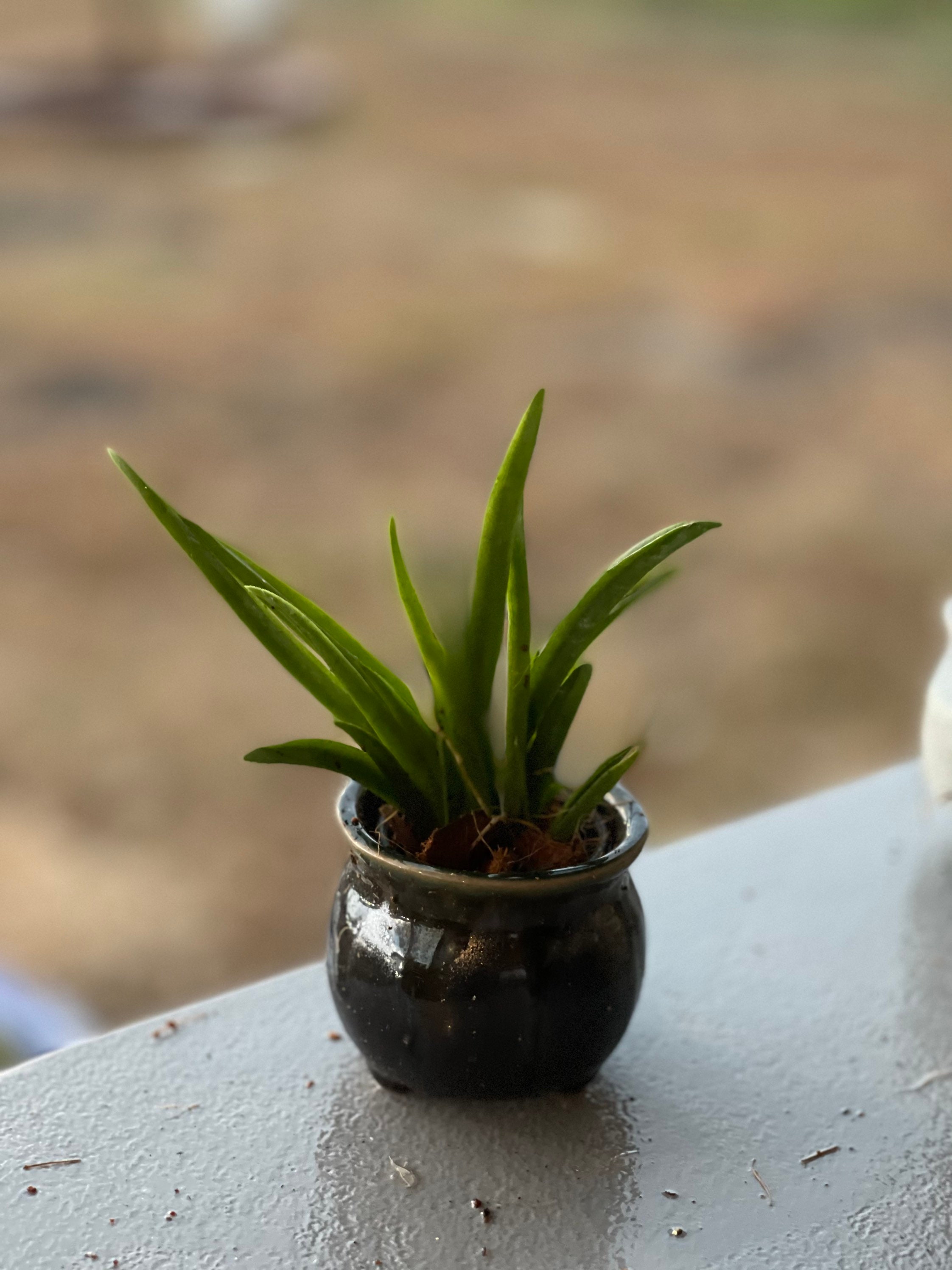 Miniature Orchid Oncidium Tolumnia - Etsy