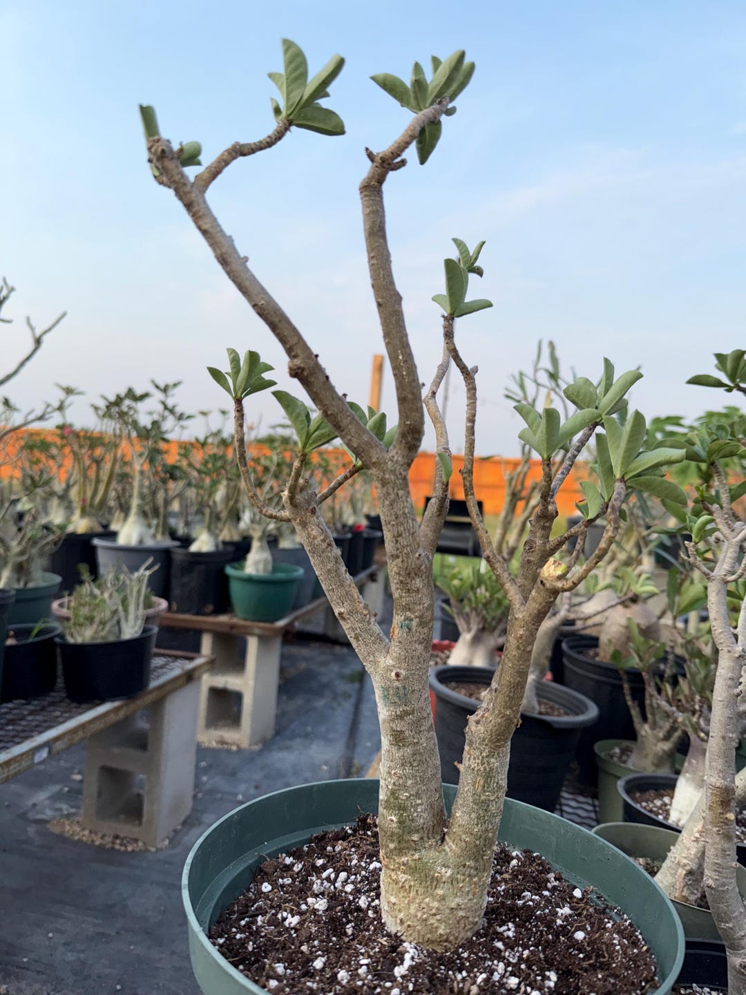 Adenium RCN - Etsy