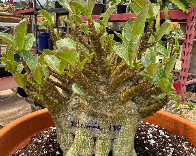 Adenium Kalamae - Etsy