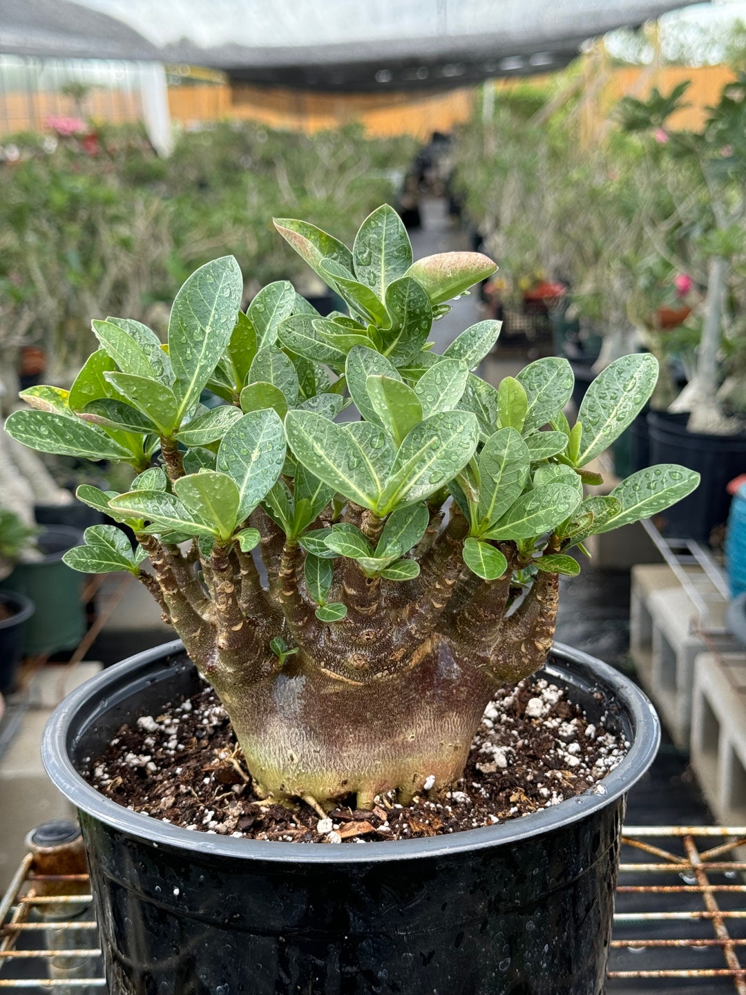 Adenium Kalamae - Etsy