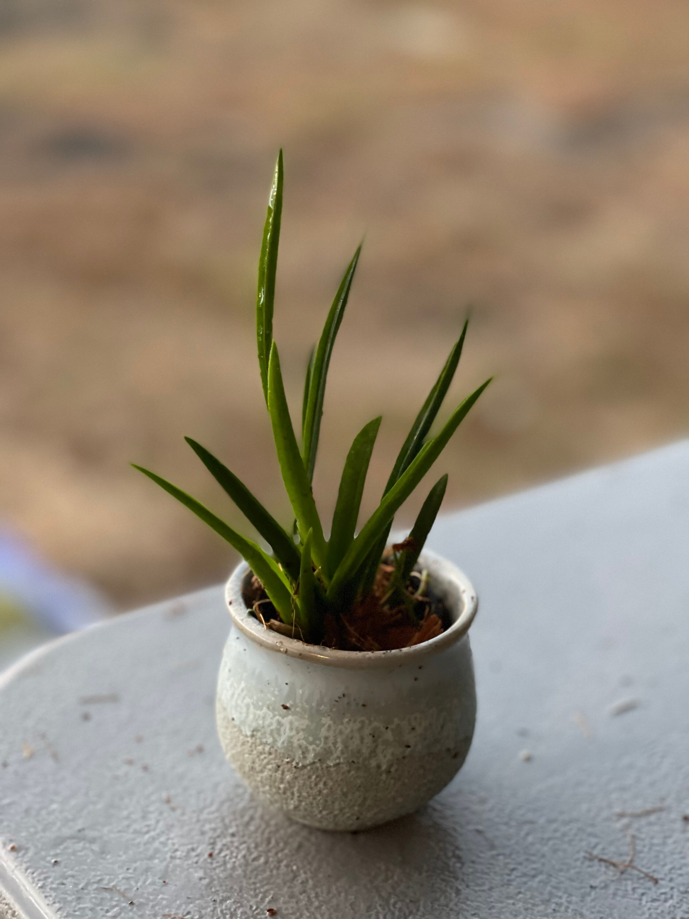 Miniature Orchid Oncidium Tolumnia - Etsy