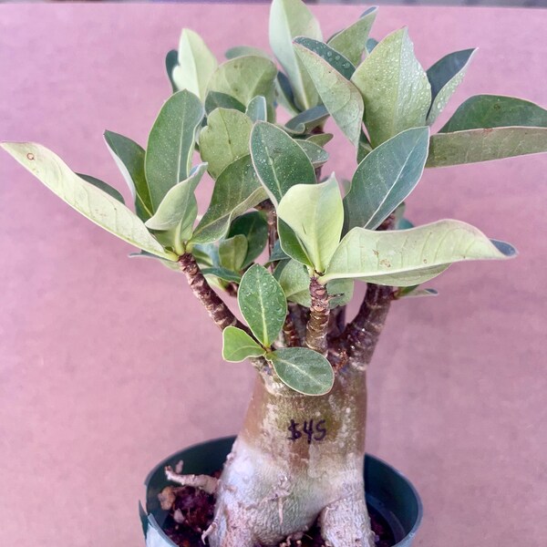 Adenium Arabicum - Etsy