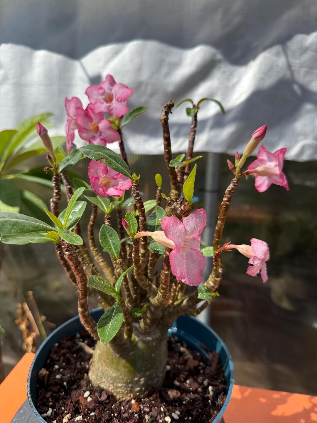 Adenium Kalamae: Black Hawk Pink Flower Root Training - Etsy