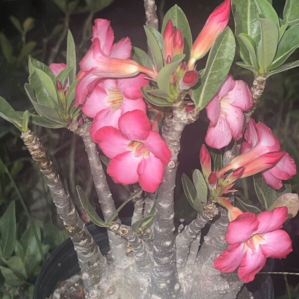 Adenium Arabicum - Etsy