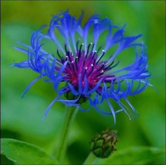 Rare Blue Flower
