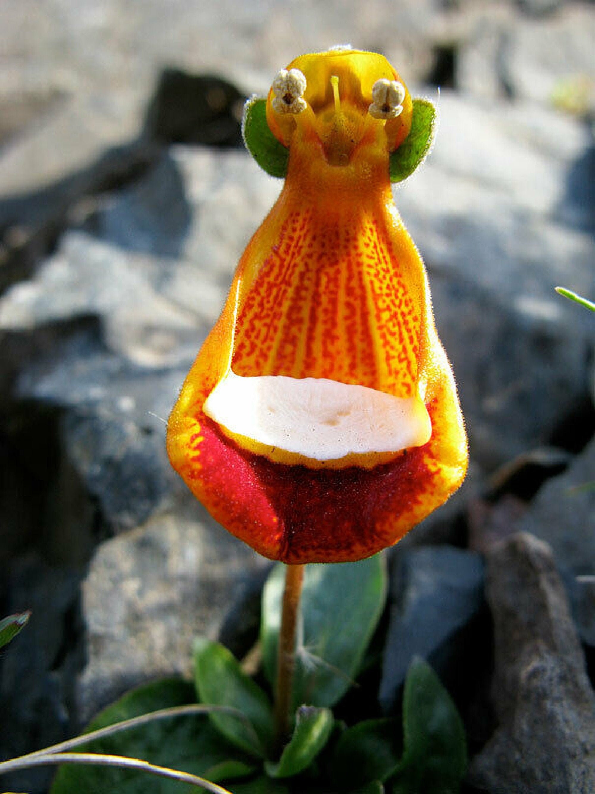 50pcs Happy Alien Calceolaria Uniflora Flower Seeds Plant | Etsy