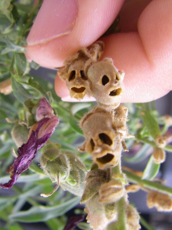 Antirrhinum Majus Seed Pod