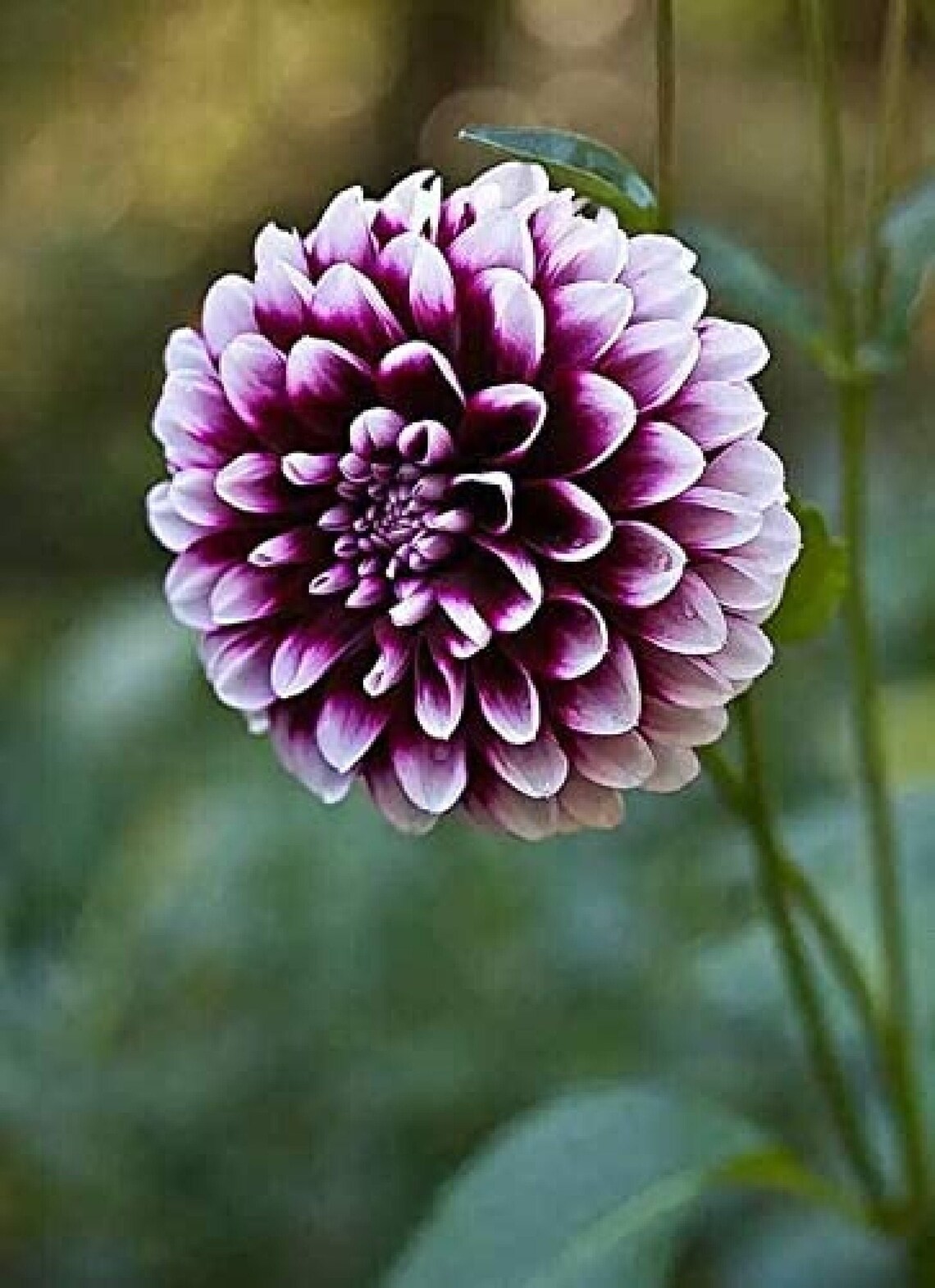 Rare Beautiful Perennial Dahlia Flowers Seeds 20PCS code 75 - Etsy Canada