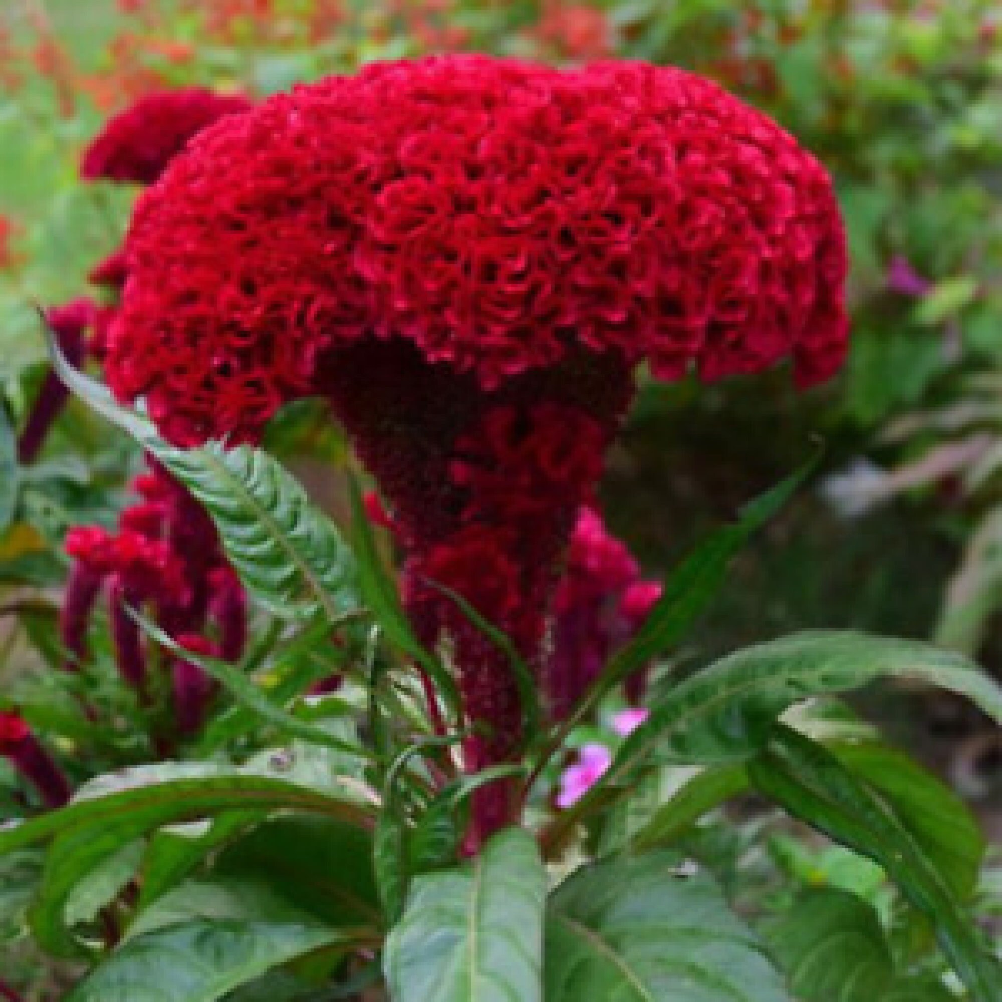 Bulk Seed 20 Giant Cockscomb Seeds Celosia Cristata For Garden Code 50 ...