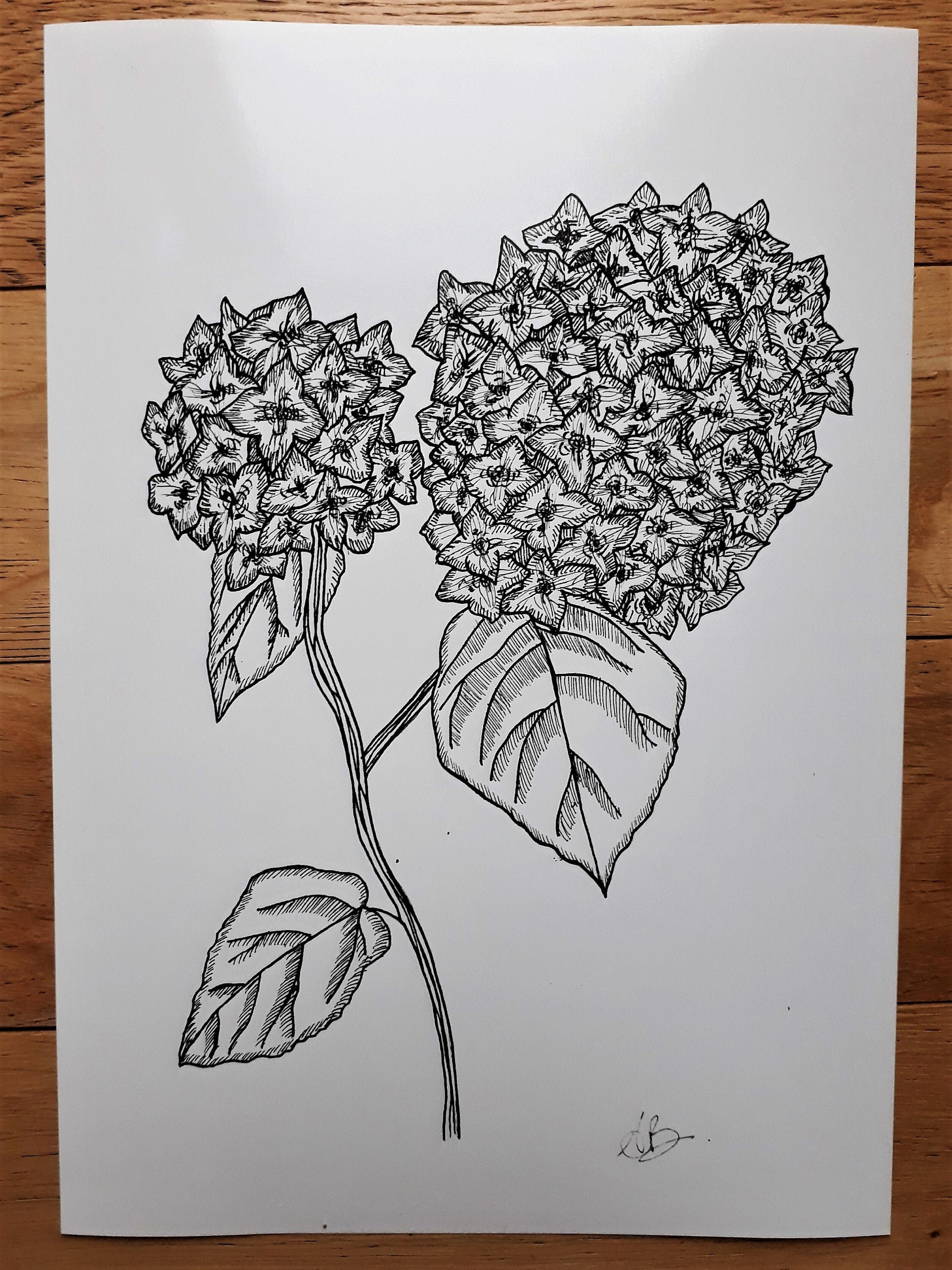 Hydrangea pen sketch wall decor art print | Etsy
