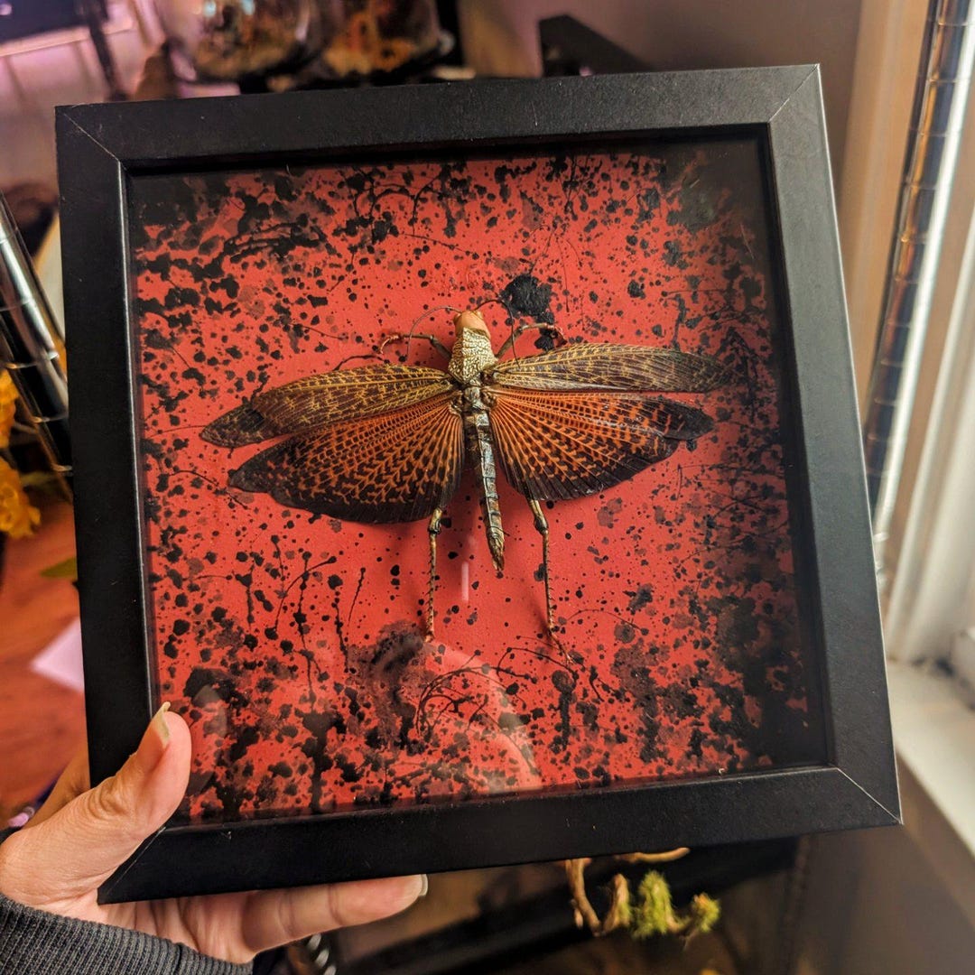 Titanacris Dux Red Orange Grasshopper From Peru Mounted in 8x8 Shadowbox. Blood Splatter Design ...