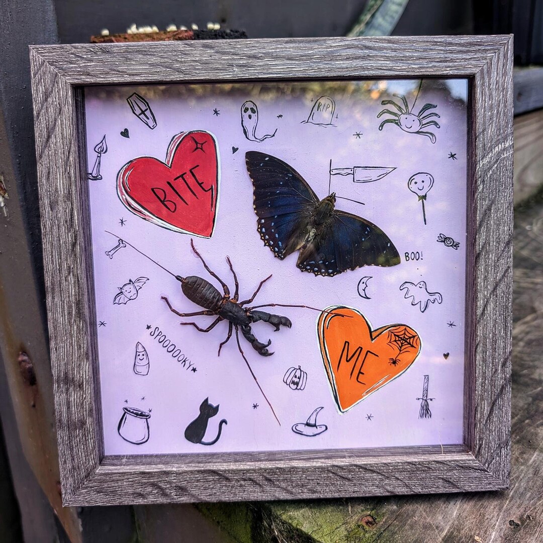 Spooky Cute Halloween Themed Shadowbox With Charaxes Numenes/ Blue ...