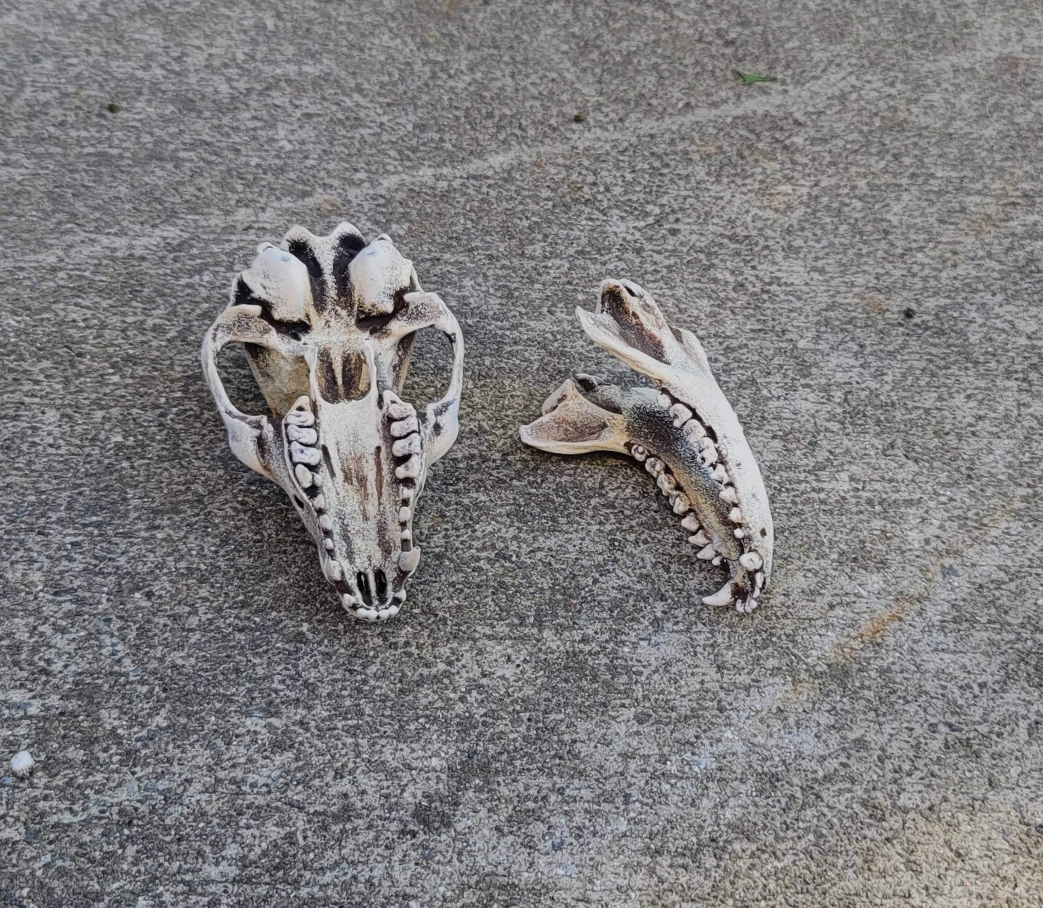 Anatomical Fox Skull : Resin Printed Model | Etsy