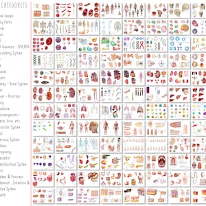 Anatomy & Biology - 1200 PNG HQ Physiology Bundle Sticker Pack, Human ...