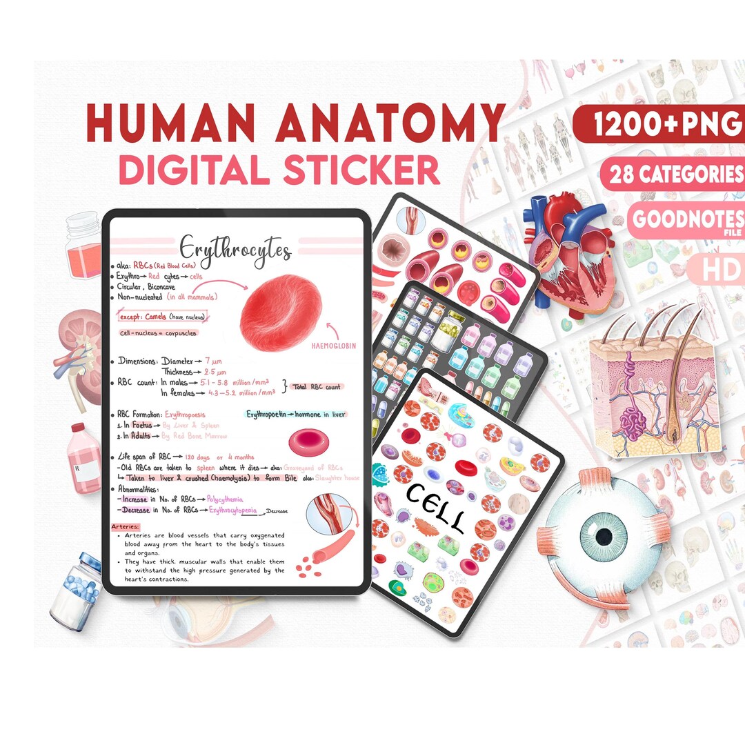 Anatomy & Biology - 1200 PNG HQ Physiology Bundle Sticker Pack, Human ...