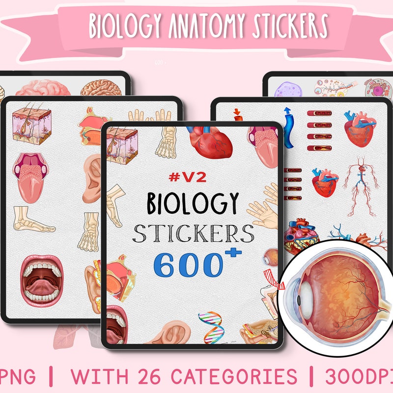 Human Anatomy Sticker - Etsy