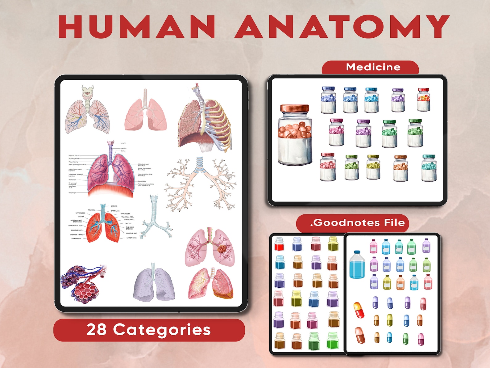 Anatomy & Biology - 1200 PNG HQ Physiology Bundle Sticker Pack, Human ...