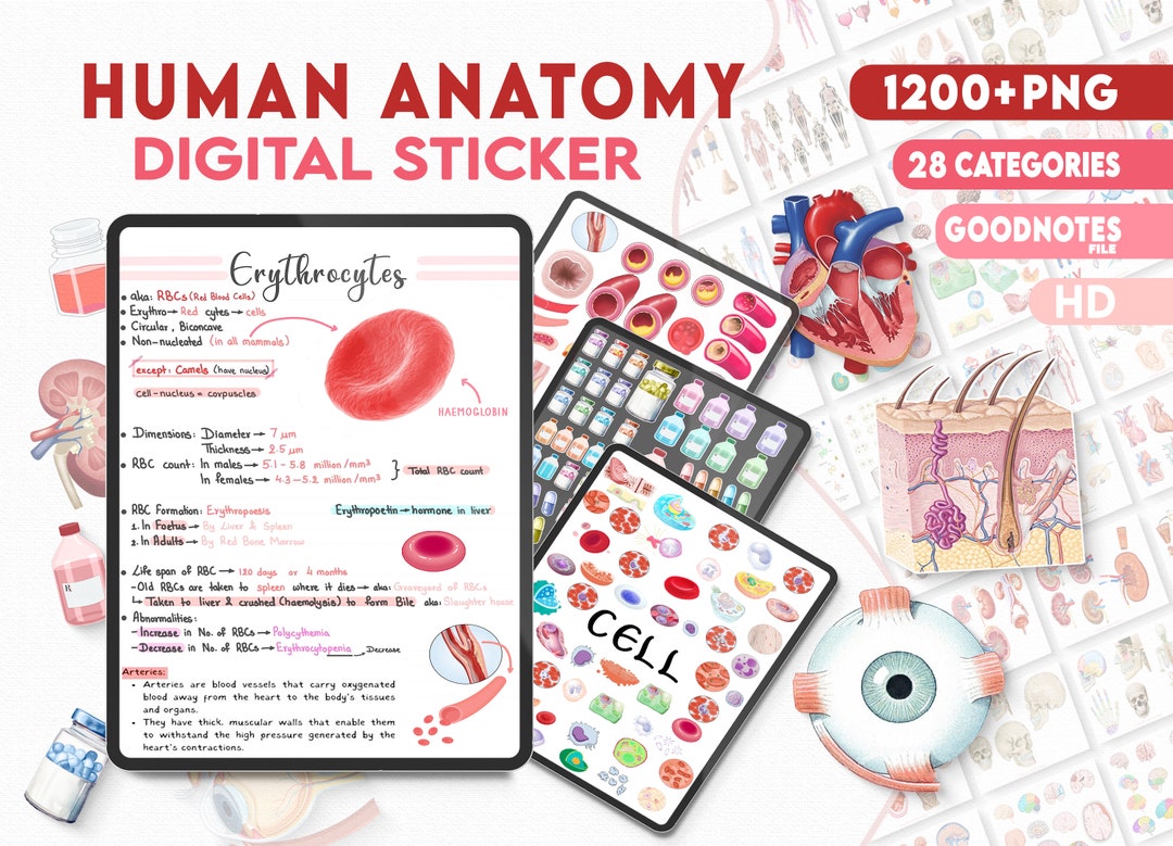 Anatomy & Biology - 1200 PNG HQ Physiology Bundle Sticker Pack, Human ...