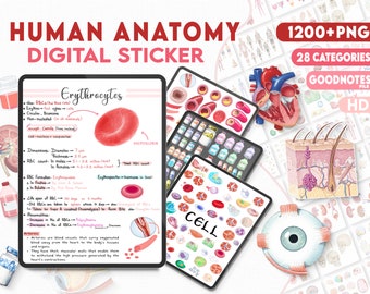 Anatomy & Physiology Bundle Stickers 560 Pre-cropped Human Body Digital ...