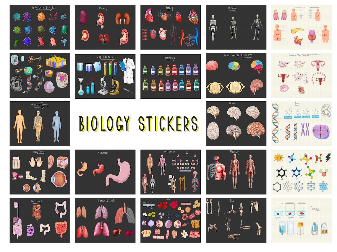 600+ Biology Anatomy Stickers Bundle, Lab, Anatomy Organ, Digital ...