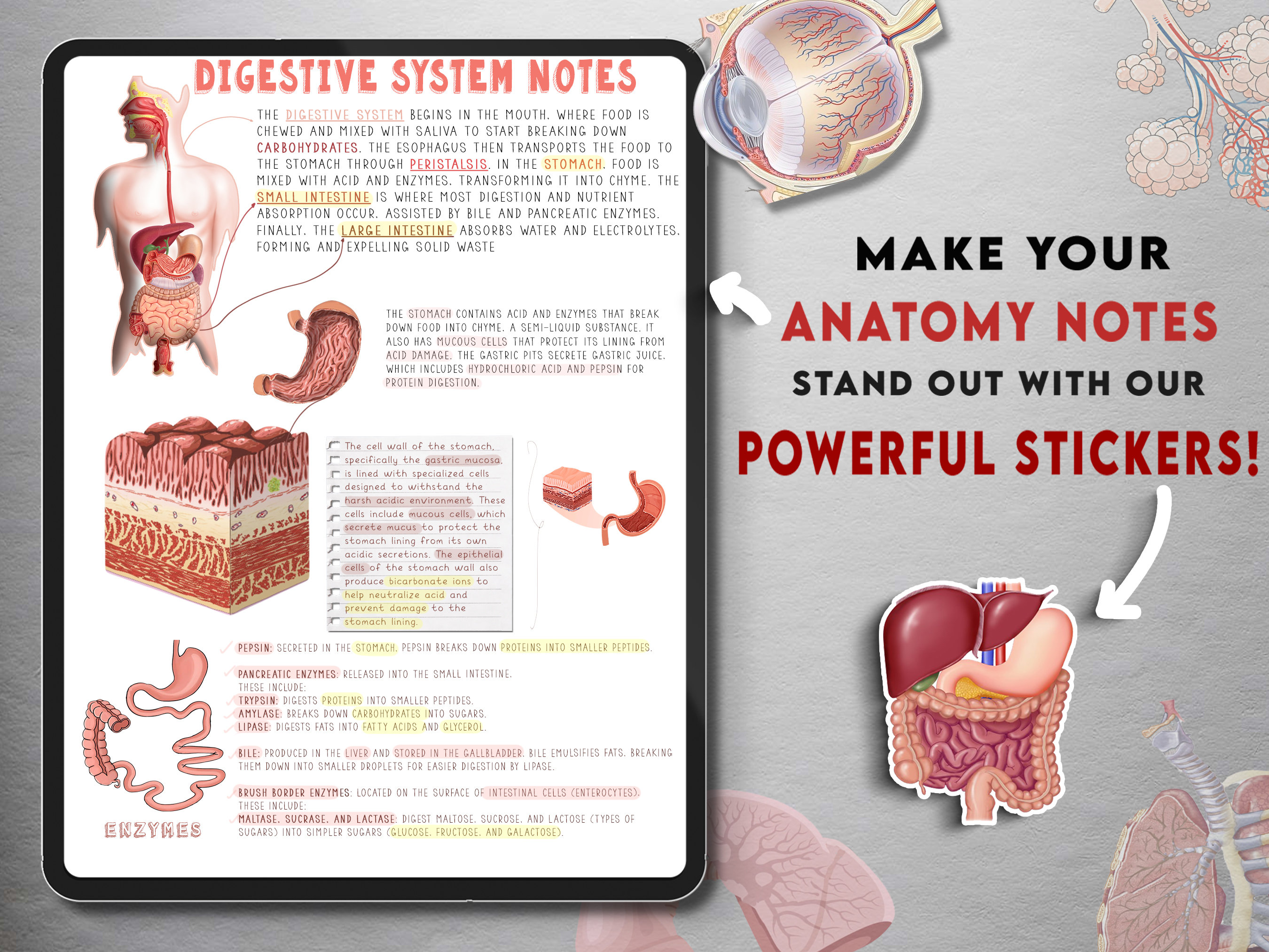 Anatomy & Biology - 1200 PNG HQ Physiology Bundle Sticker Pack, Human ...
