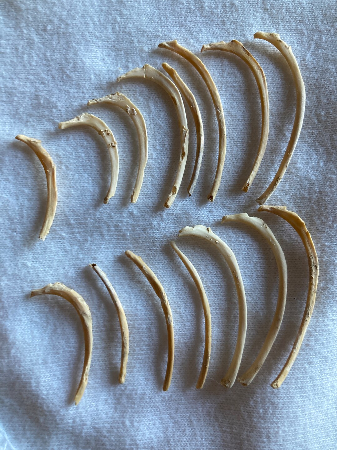 Bone Pack: Squirrel Rib Bones 15pc - Etsy