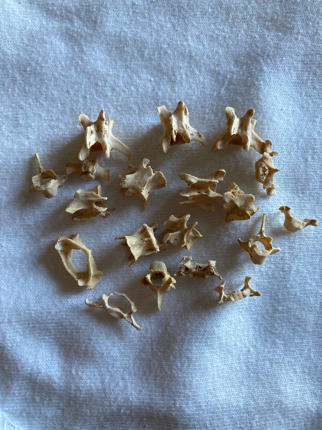 Bone Pack: Squirrel Vertebrae 19 Pc - Etsy