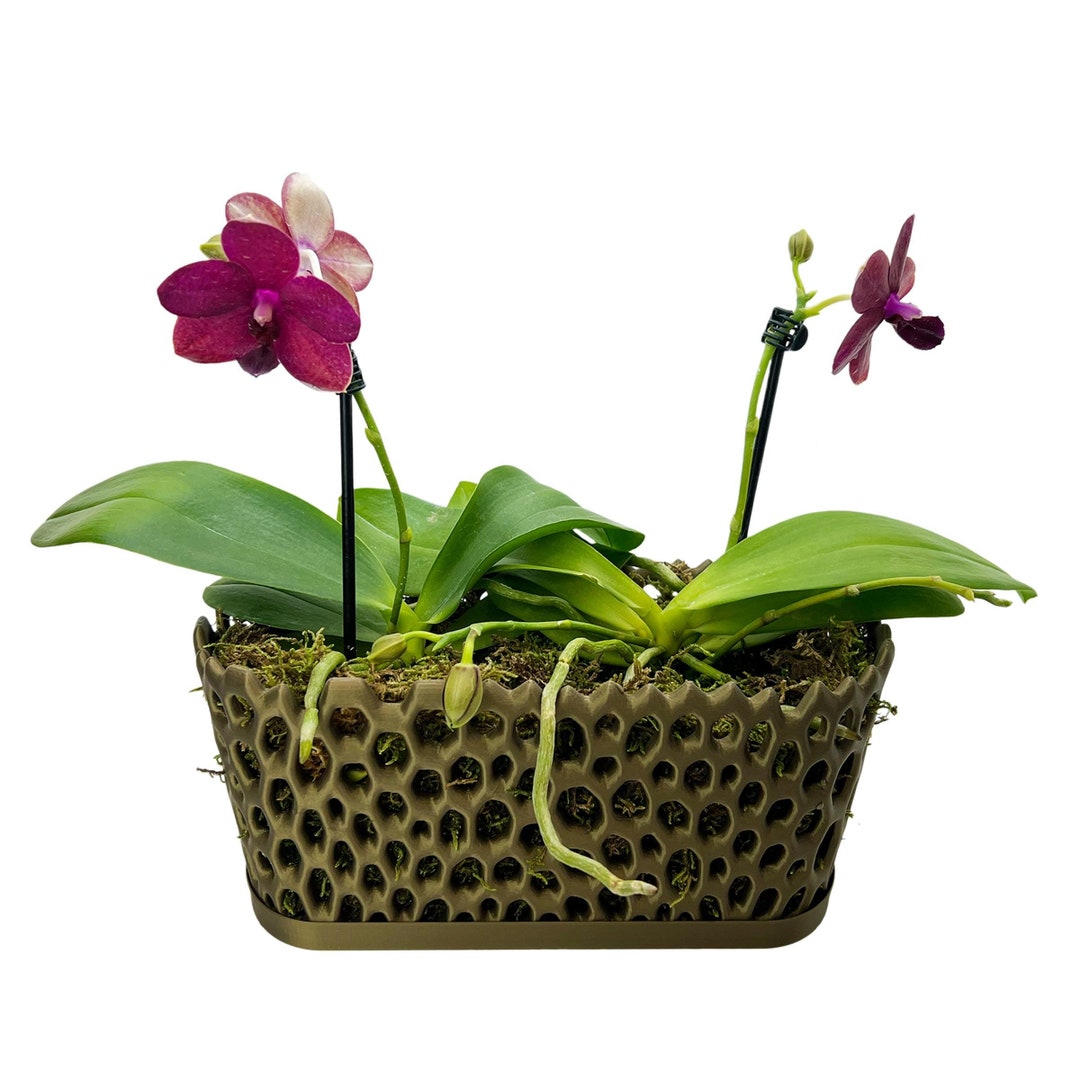 Orchid Trough Pot, Long Orchid Pot, Multi Orchid Pot, Multiorchid ...