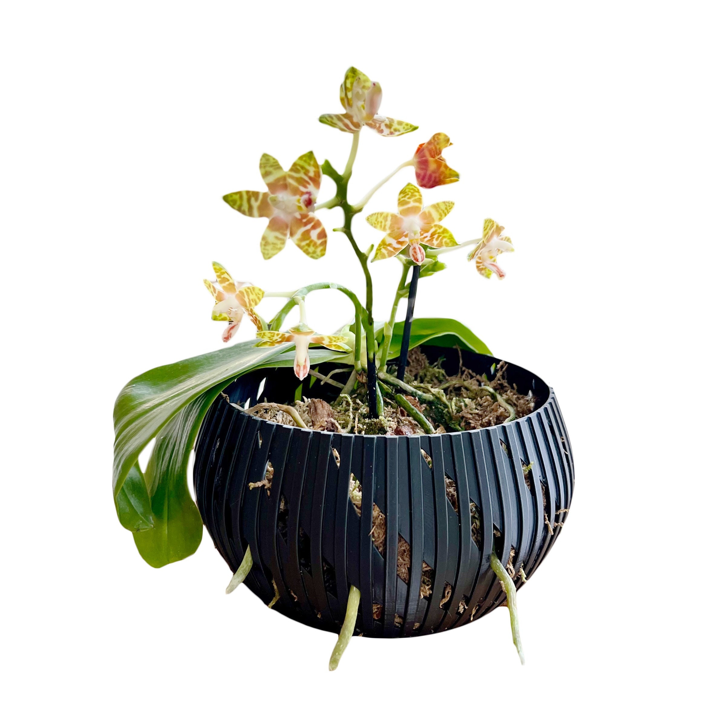 Orchid Geometric Lines Bowl Multi Orchid Pot Planter Modern Stylish Minimalist Orchid Pot Orchid Pot With Drainage Orchid Centerpiece Etsy
