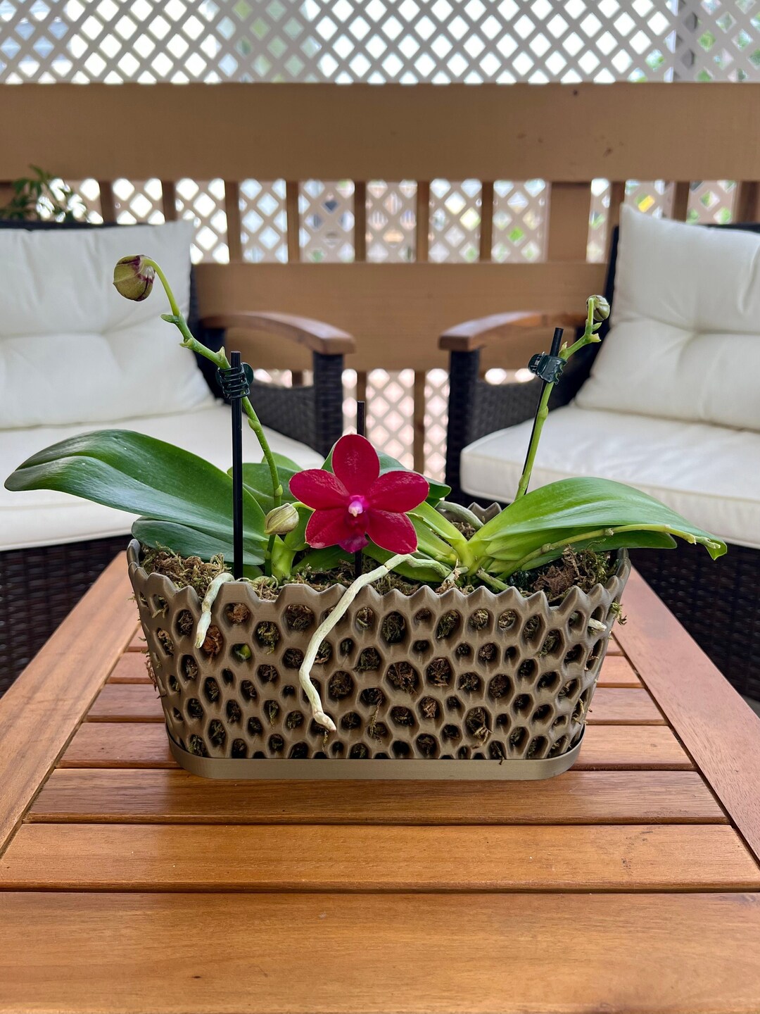 Orchid Trough Pot, Long Orchid Pot, Multi Orchid Pot, Multiorchid ...