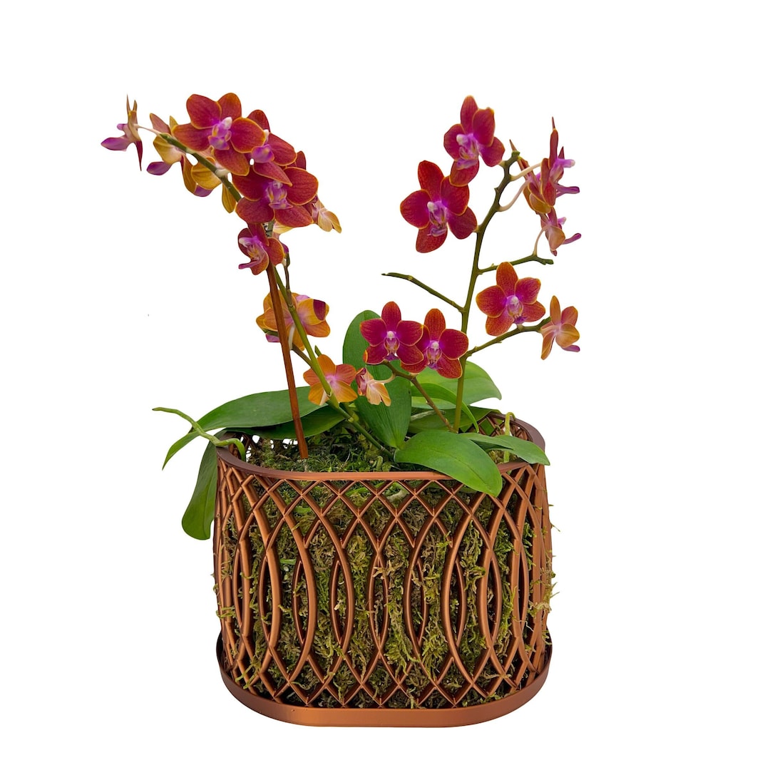 Orchid Arc Pot, Multiorchid Pot, Multiorchid Planter, Orchid Pot With ...
