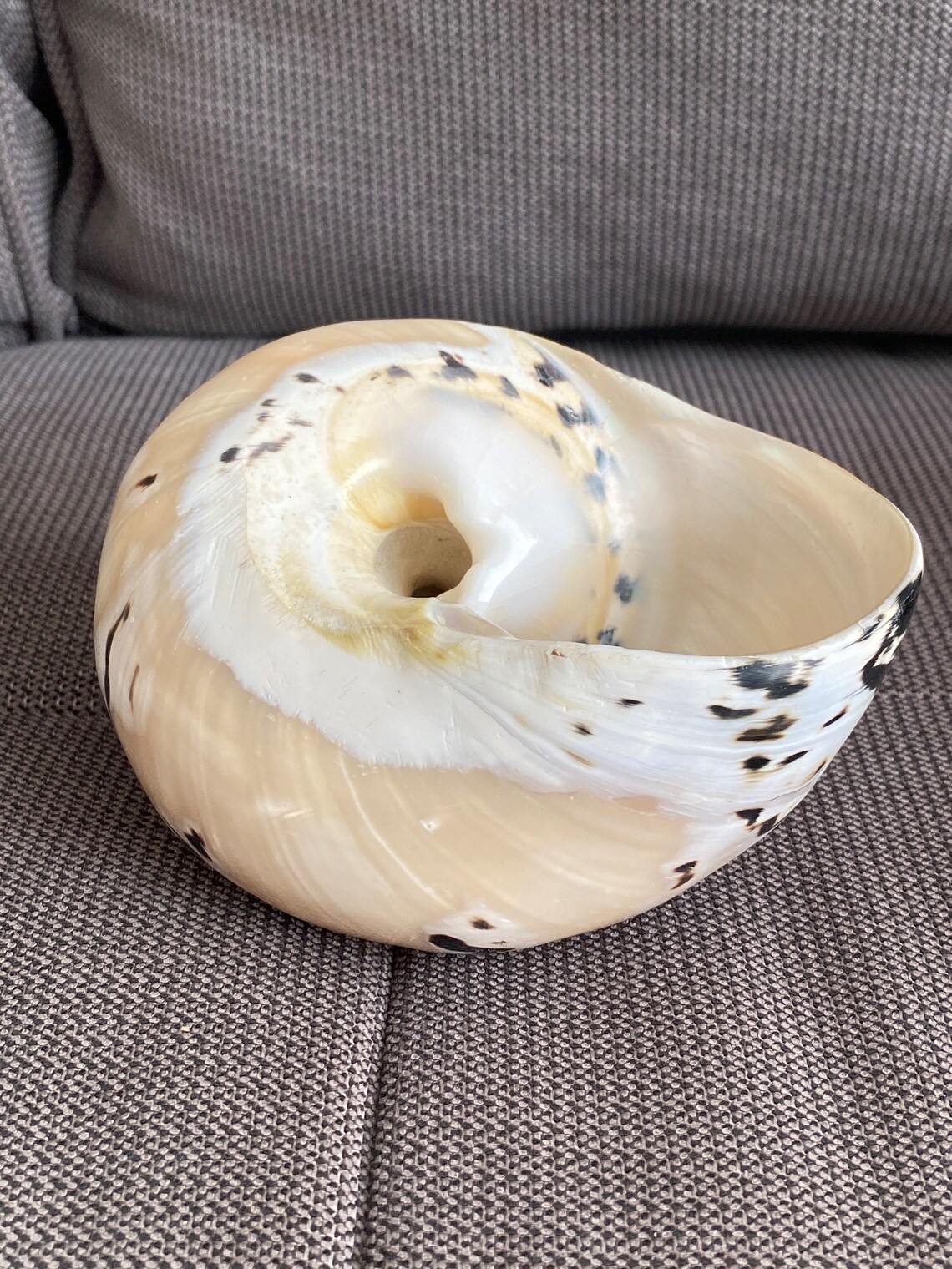 Rare Mother of Pearl Conch Sea Shells Turbo Pica - Etsy