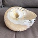 Rare Mother of Pearl Conch Sea Shells Turbo Pica - Etsy
