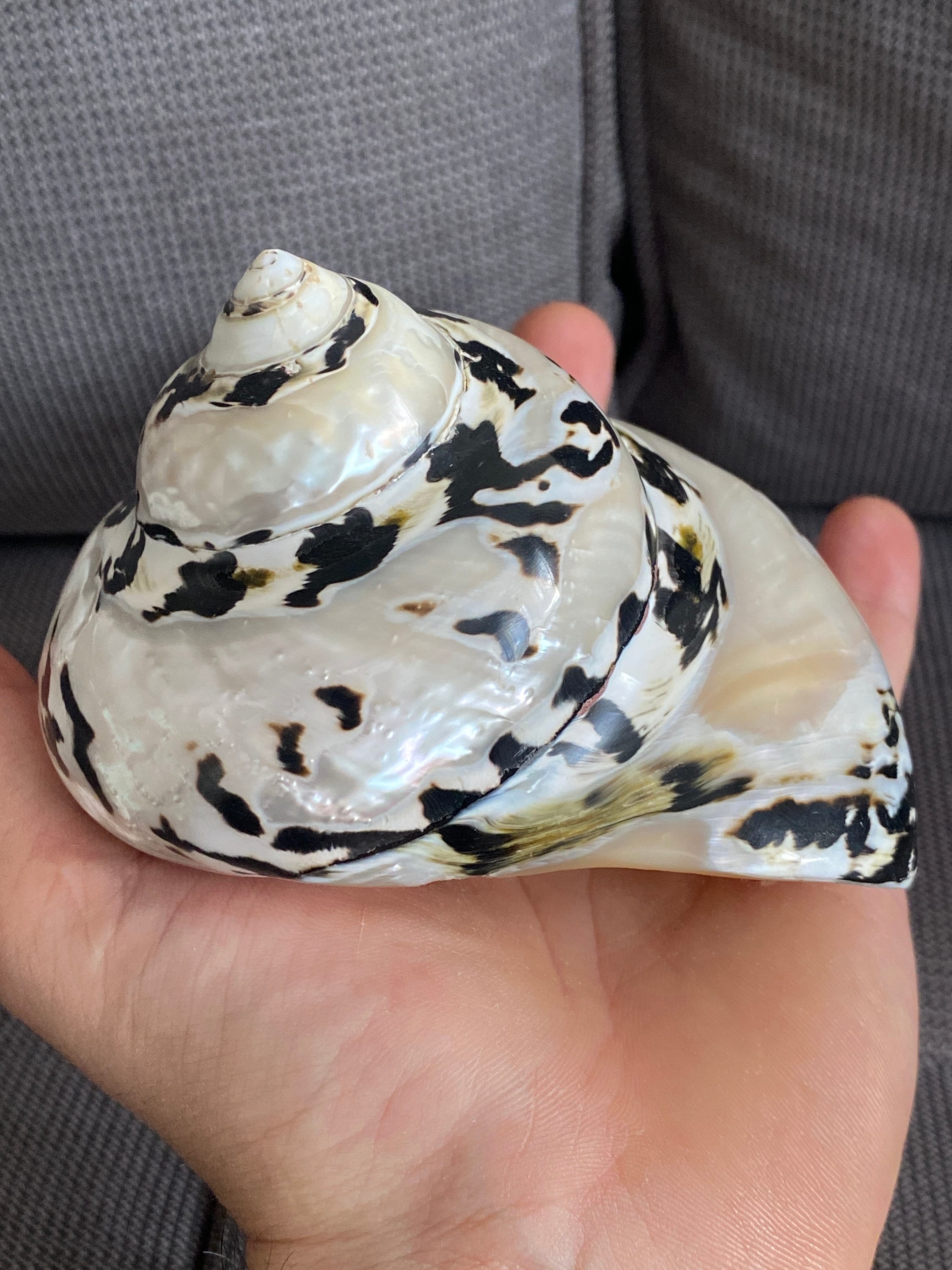 Rare Mother of Pearl Conch Sea Shells Turbo Pica - Etsy