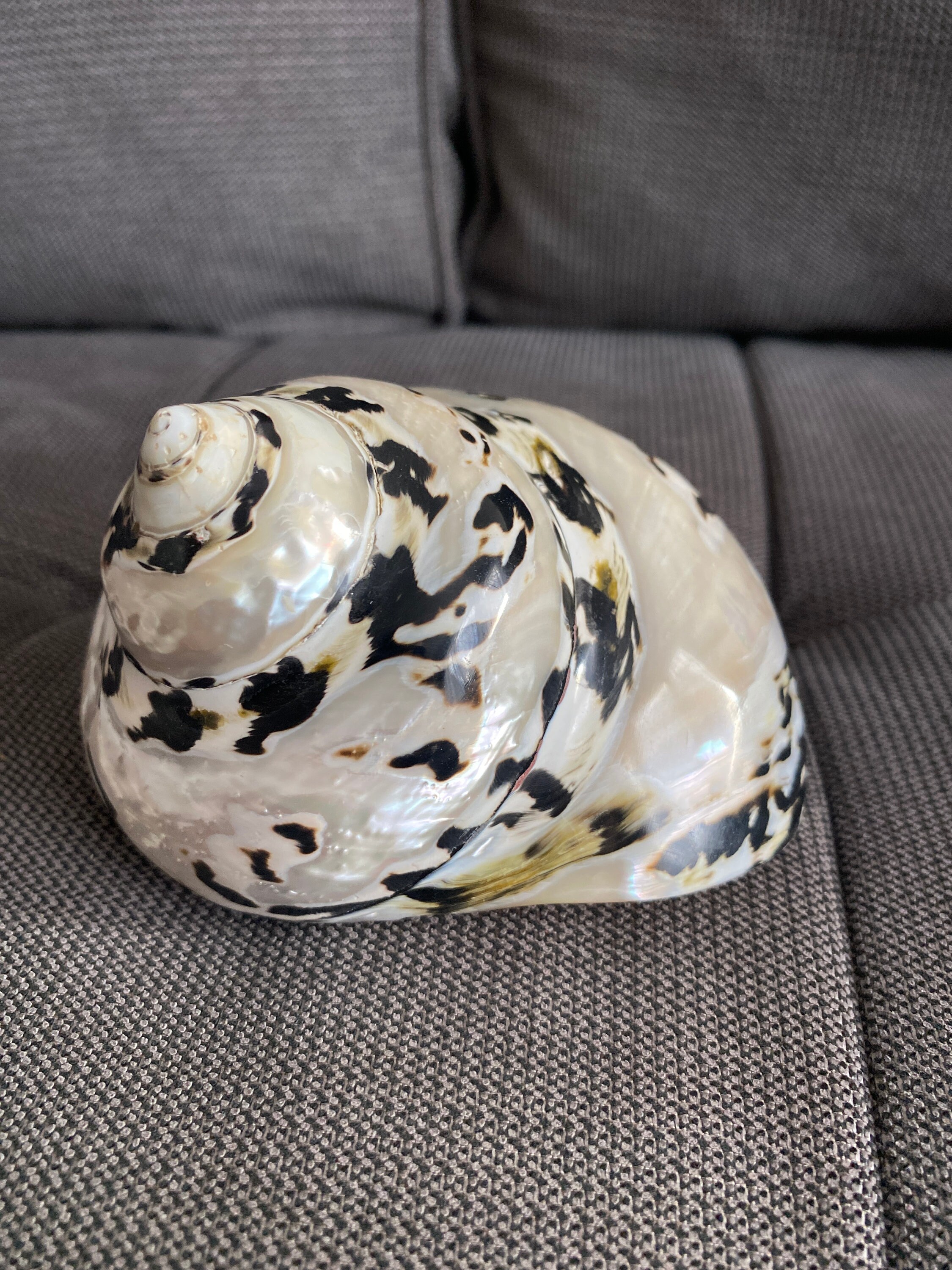 Rare Mother of Pearl Conch Sea Shells Turbo Pica - Etsy