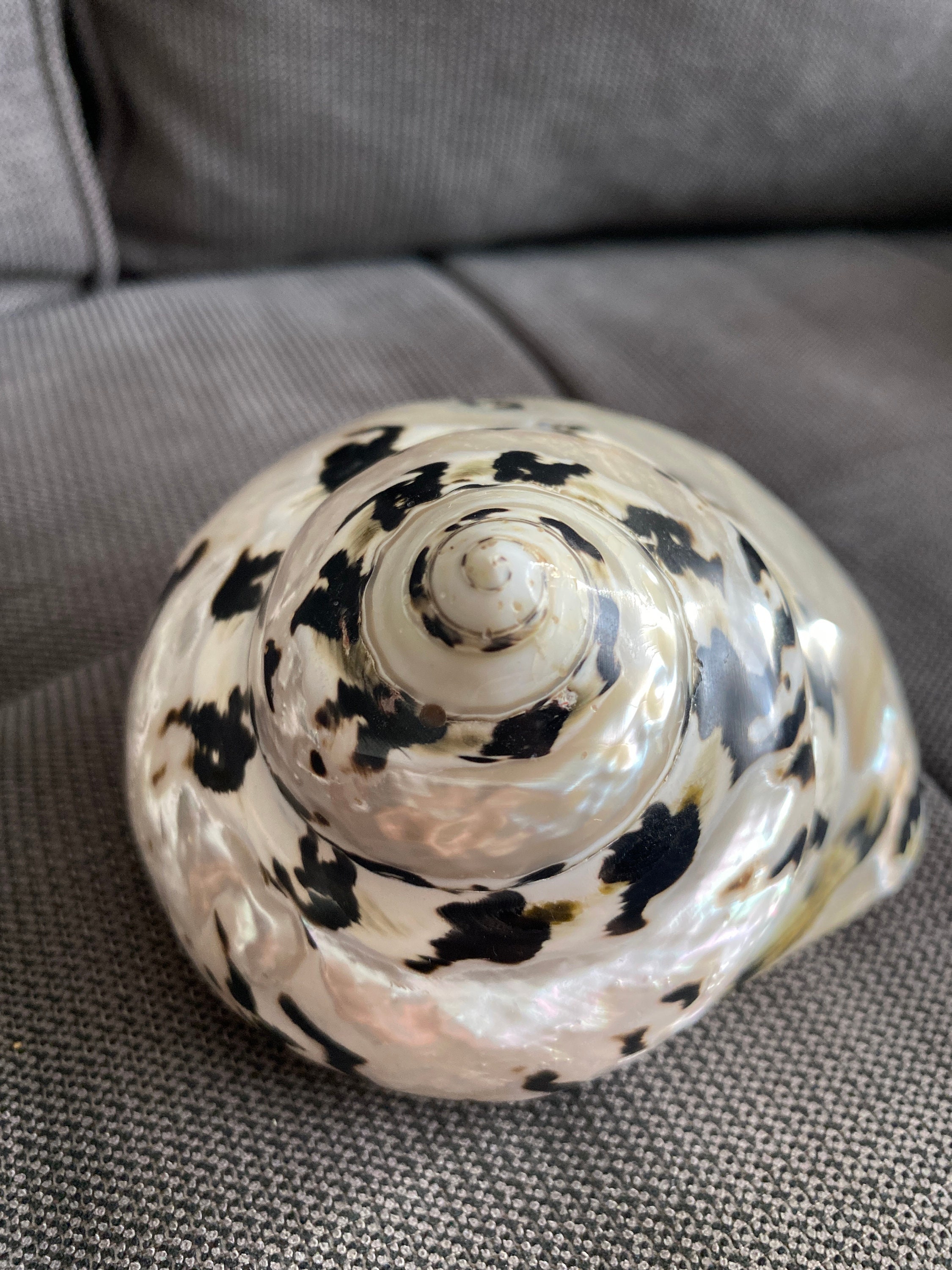 Rare Mother of Pearl Conch Sea Shells Turbo Pica - Etsy