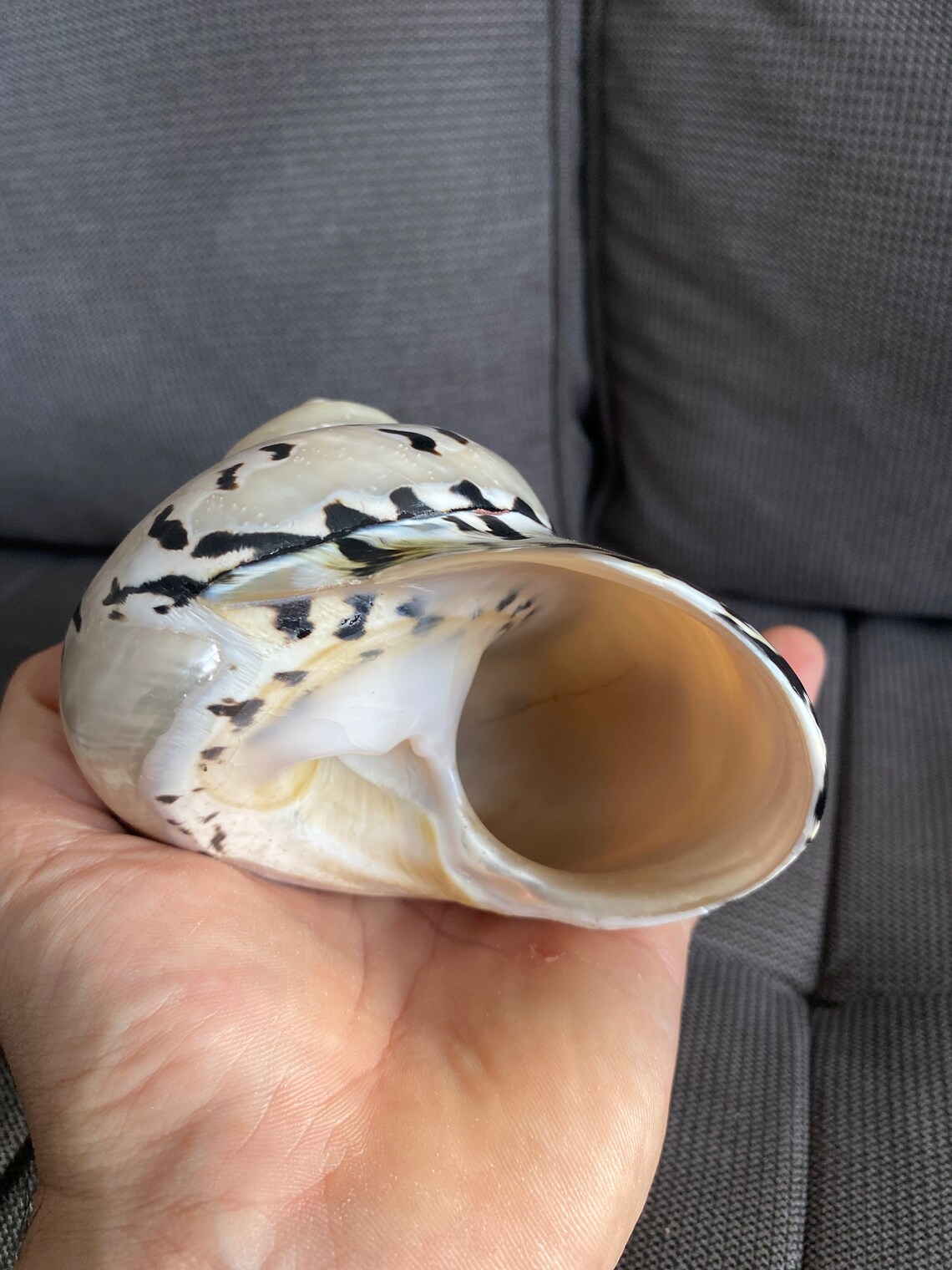 Rare Mother of Pearl Conch Sea Shells Turbo Pica - Etsy