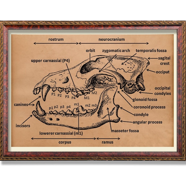 Skull Poster - Etsy UK