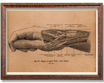 Wrist Anatomy Poster - Etsy UK