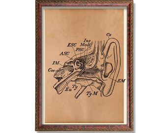 Ear Anatomy Poster - Etsy UK