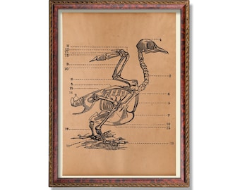 Bird Anatomy Poster - Etsy UK