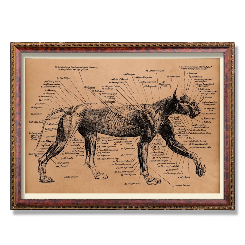 Feline Anatomy Print – Vintage Cat Physiology Poster – Veterinary Cat ...