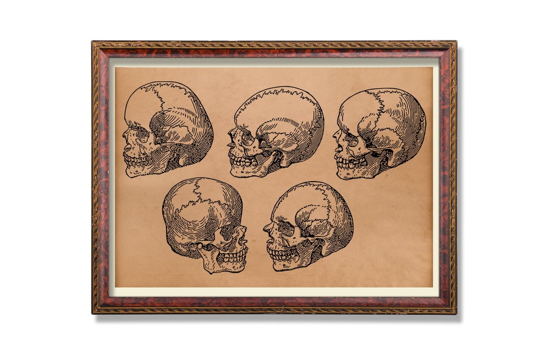 Human Skull Print Vintage Anatomy Poster Medical Student Gift - Etsy UK