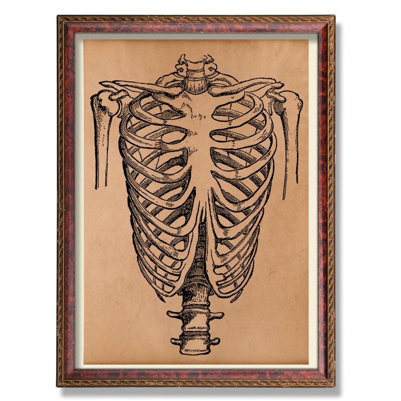 Human Ribcage Anatomy Poster – Vintage Medical Illustration – Antique ...