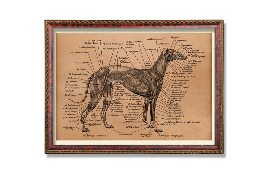 Greyhound Anatomy Poster – Vintage Dog Medical Chart, Rustic Veterinary ...